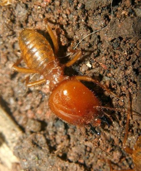 Cupim Subterrâneo - Super Sam - Descupinização em São Paulo